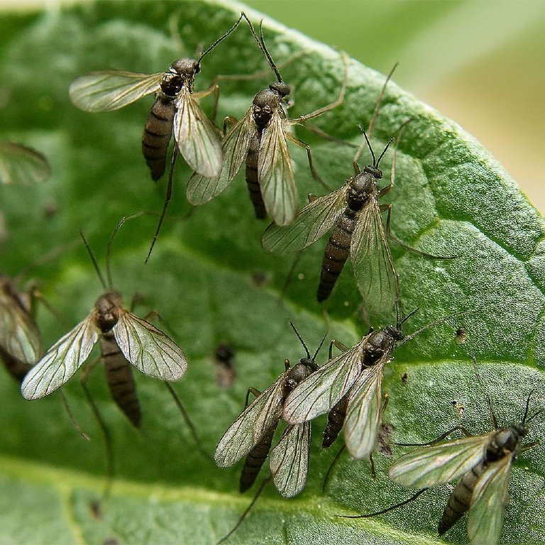 How to Identify and Get Rid of Fungus Gnats on Houseplants: A Complete ...