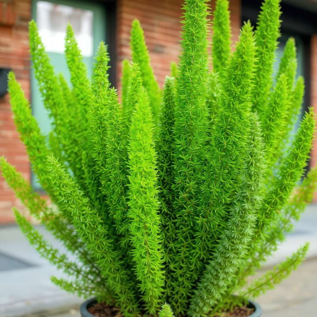 Complete Guide To Foxtail Fern Care and Growth | Houseplant 101