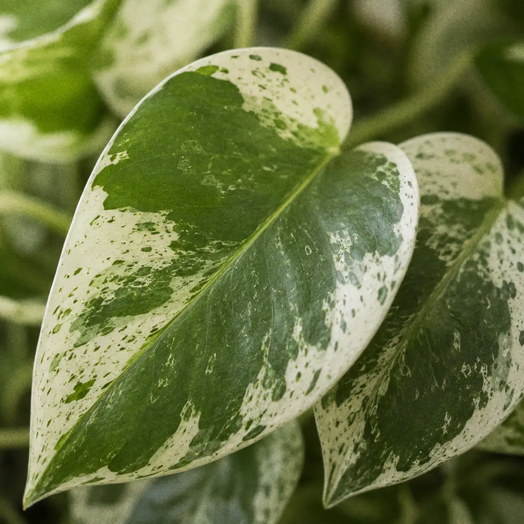 Pearls and Jade Pothos Care | How to Tell It From N'Joy | Houseplant 101