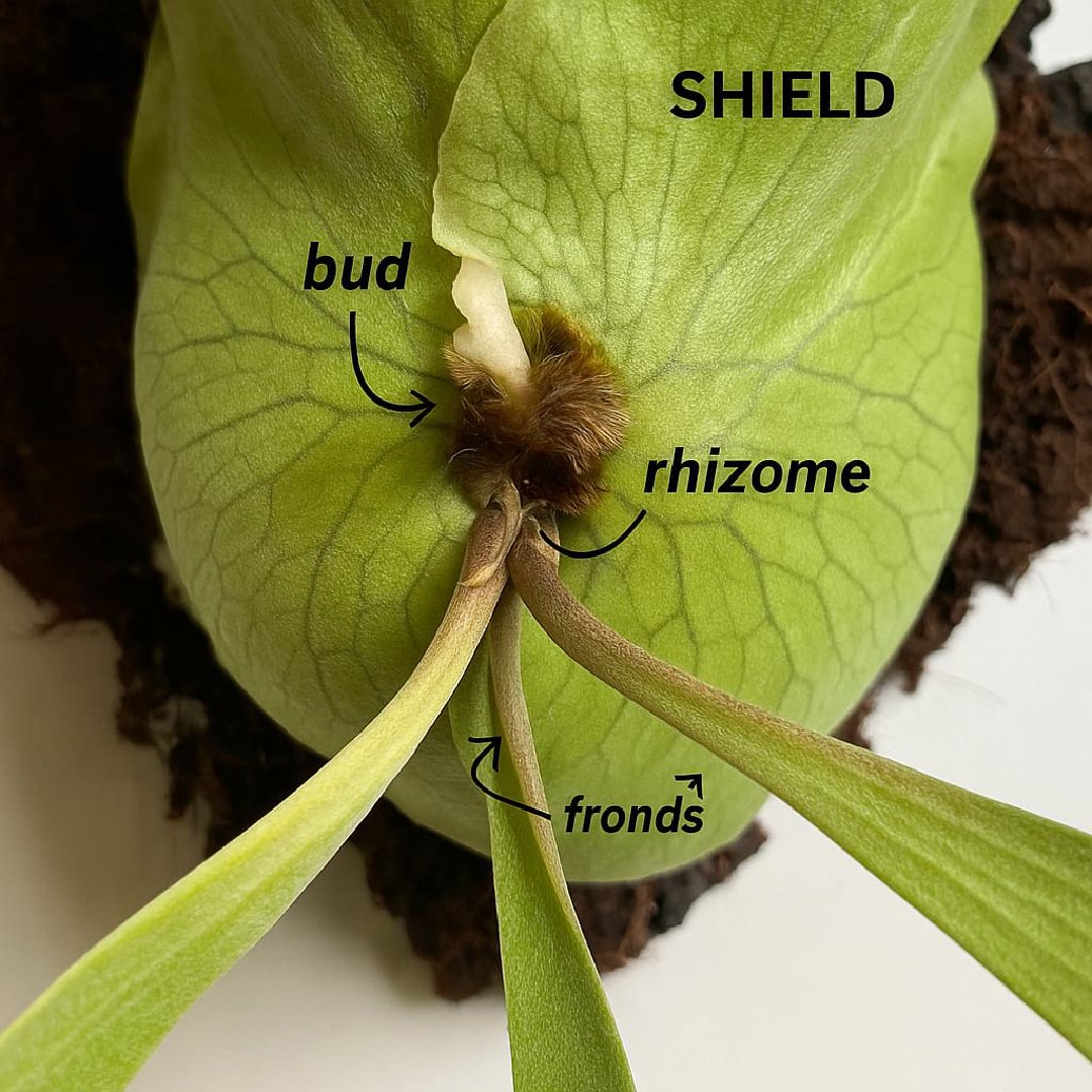 Staghorn Fern Propagation: A Step-by-Step Guide (Pups & Spores ...